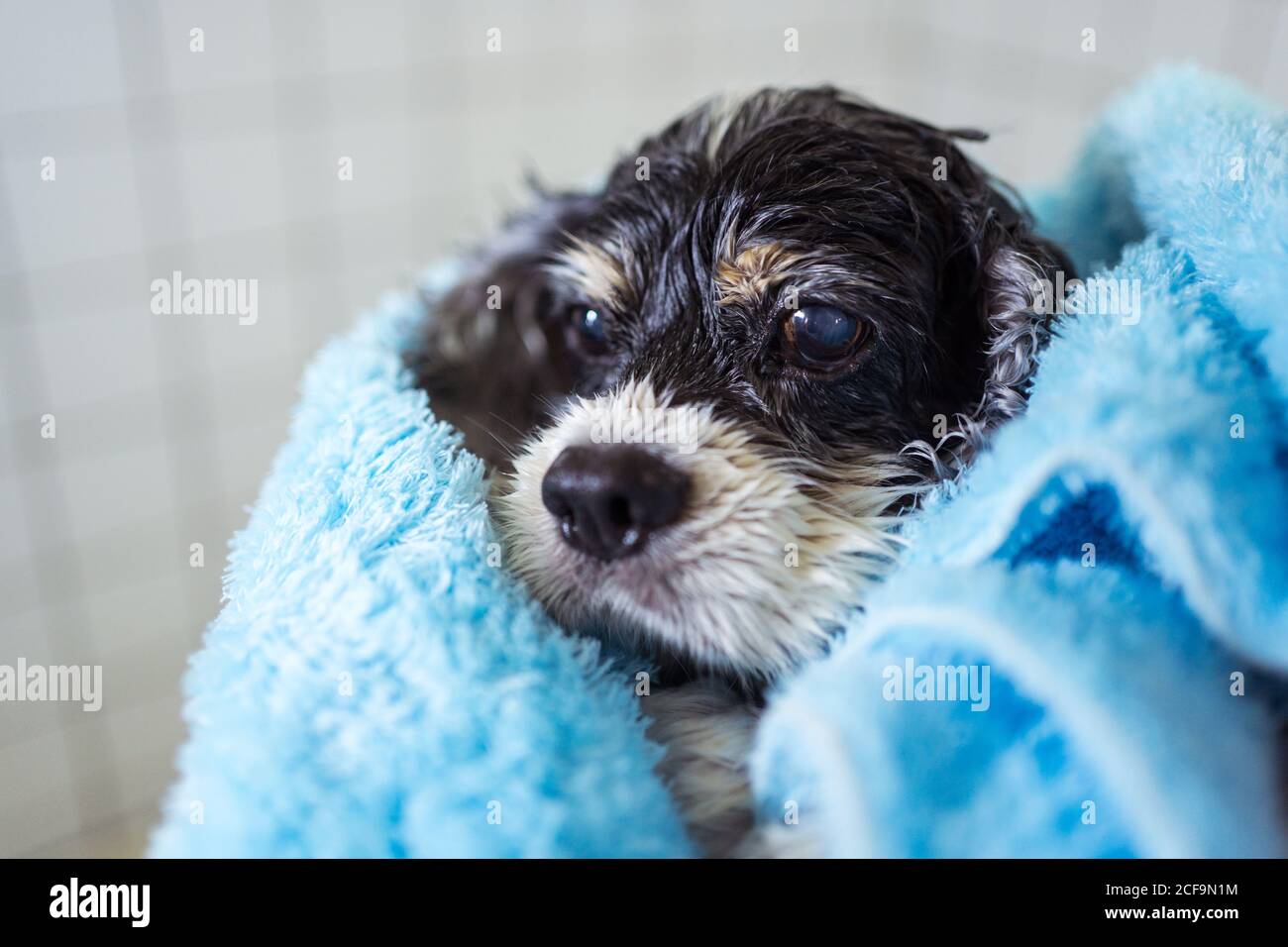 Cute wet Cocker Spaniel puppy dog wrapped in blue towel after bathing ...