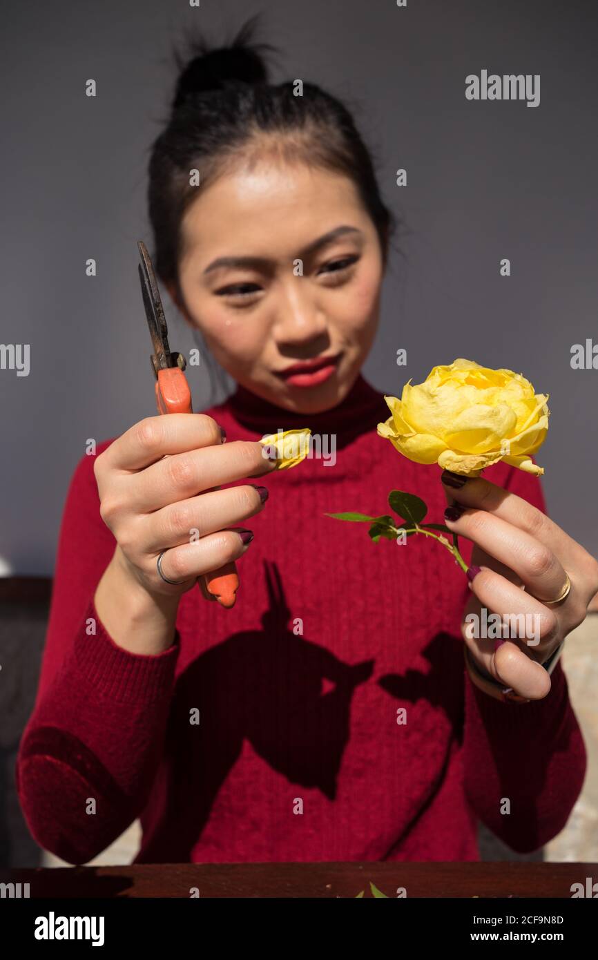 Japanese wonder flower hi-res stock photography and images - Alamy