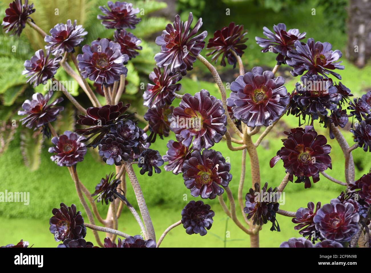 Aeonium arboreum 'Atropurpureum' is an evergreen succulent with ...