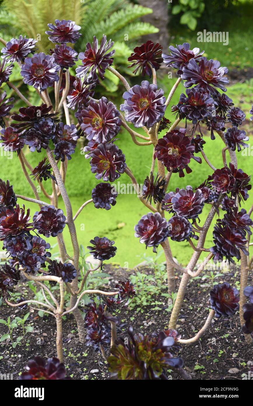 Aeonium arboreum 'Atropurpureum' is an evergreen succulent with ...