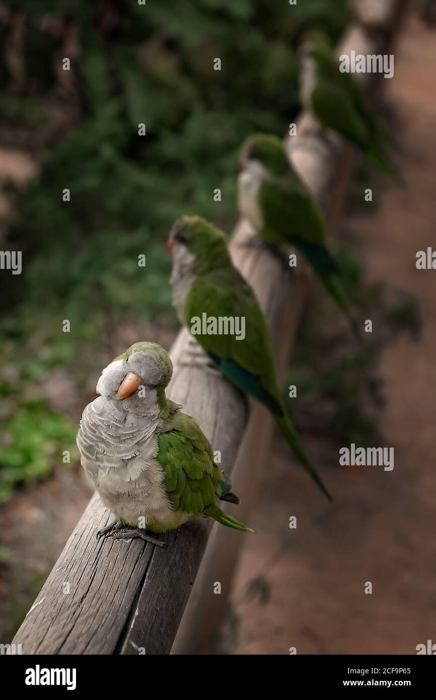 Parrot barcelona hi-res stock photography and images - Alamy