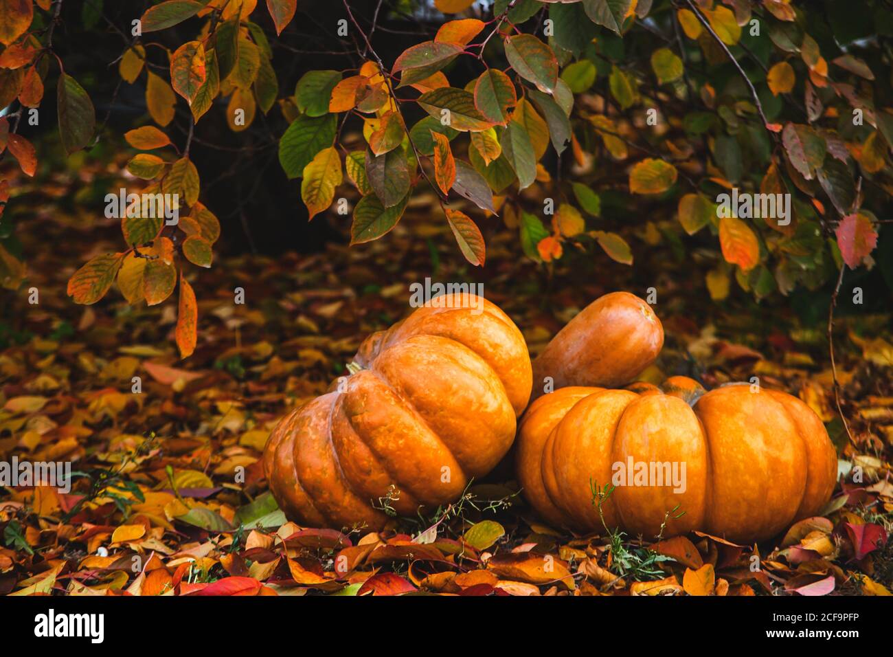 Pumpkins in the garden among yellow autumn leaves Stock Photo - Alamy