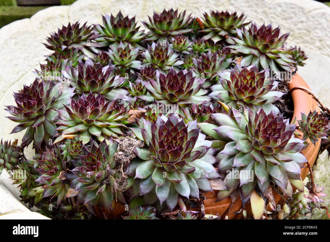 Mountain Houseleek Flower (sempervivum montanum Stock Photo - Alamy