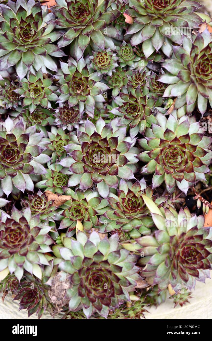 Mountain Houseleek Flower (sempervivum montanum Stock Photo - Alamy