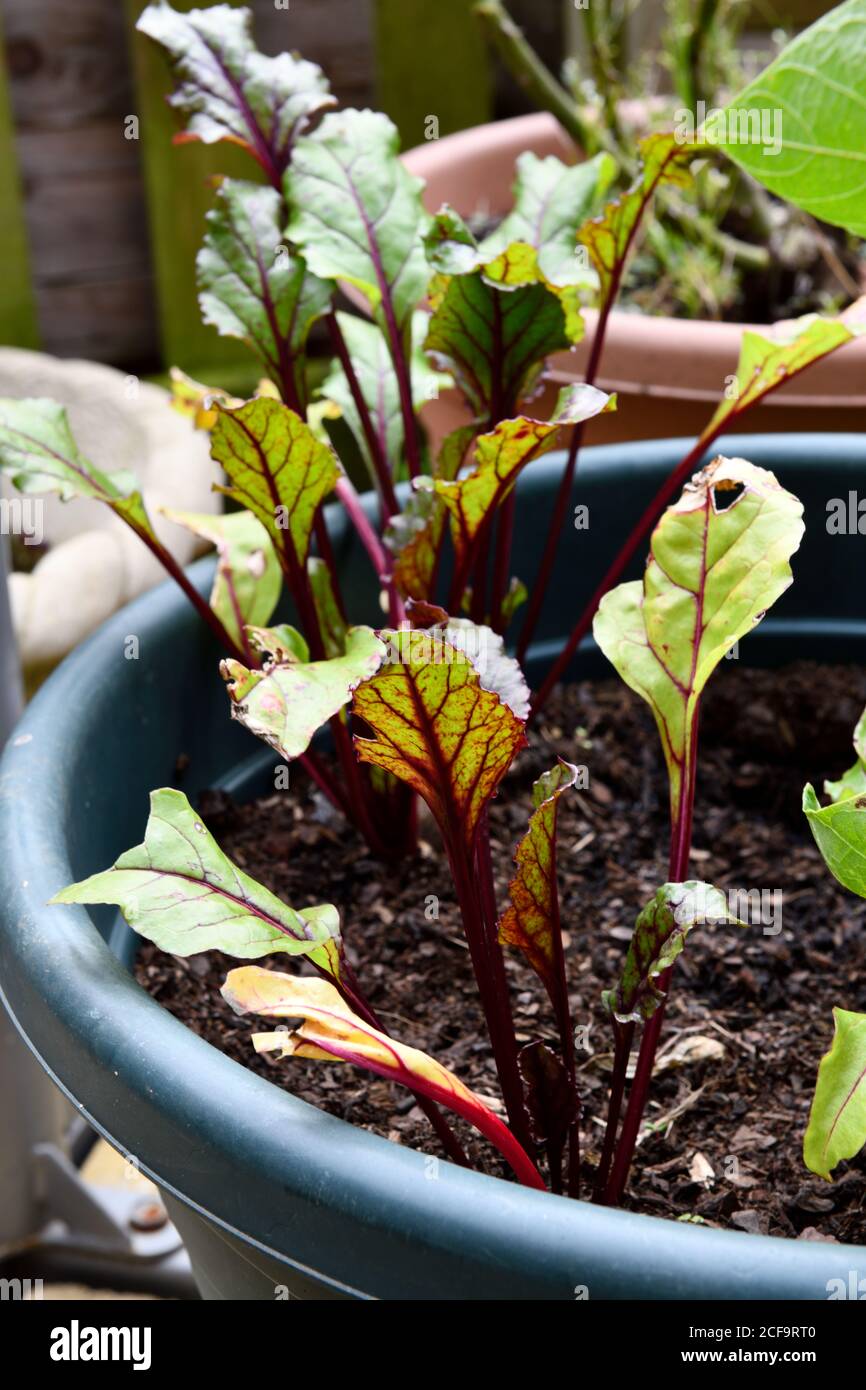 Beetroot (Beta Vulgaris) growing in a Plastic Pot Stock Photo - Alamy