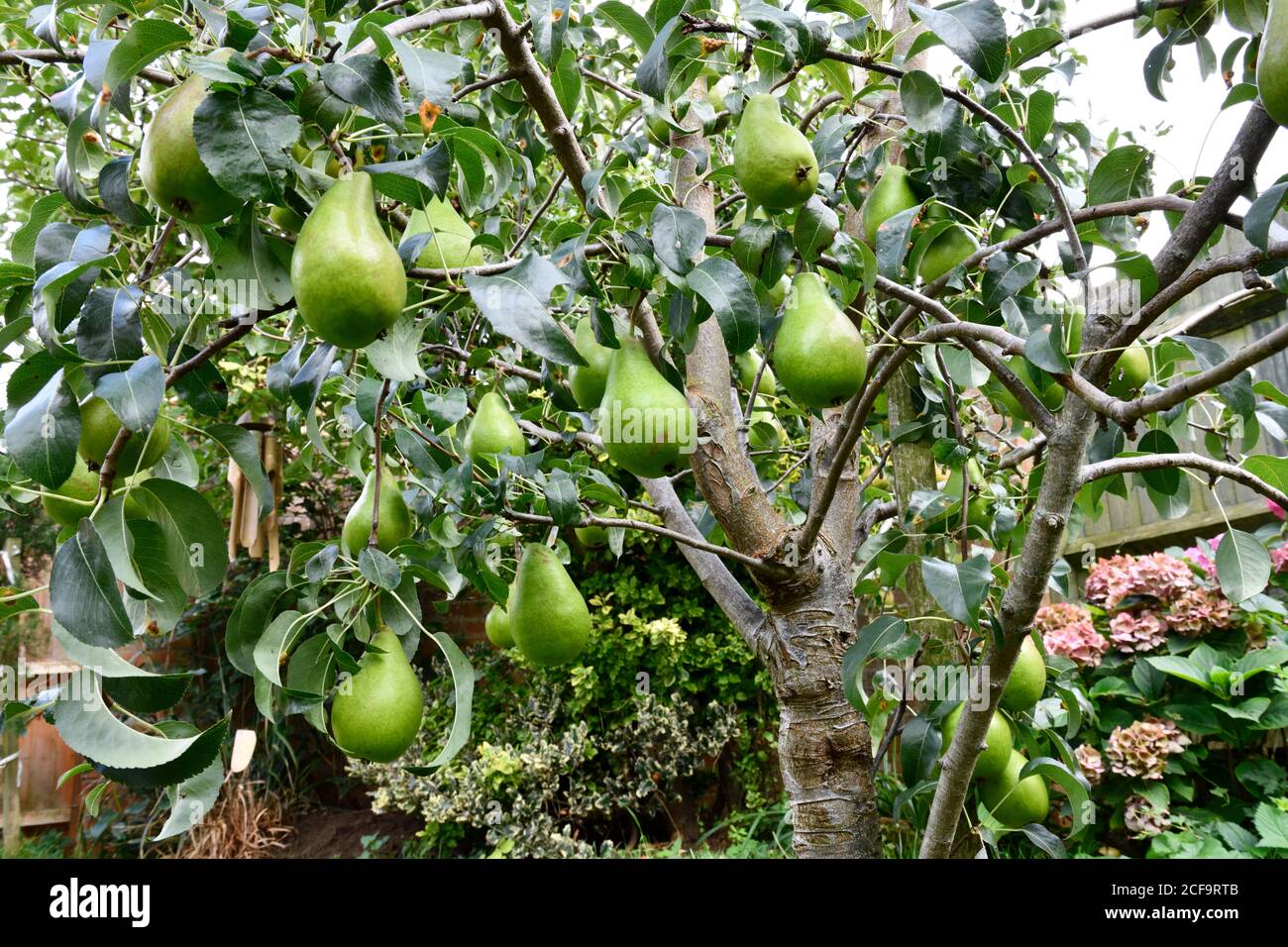 Pear Tree in Garden Stock Photo - Alamy