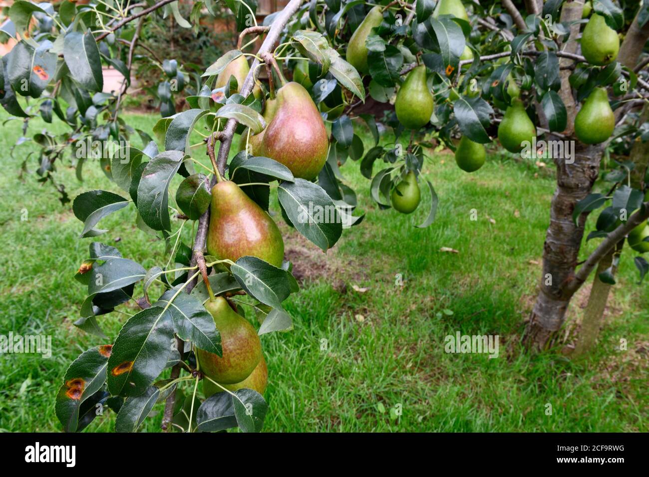 Pear Tree in Garden Stock Photo - Alamy