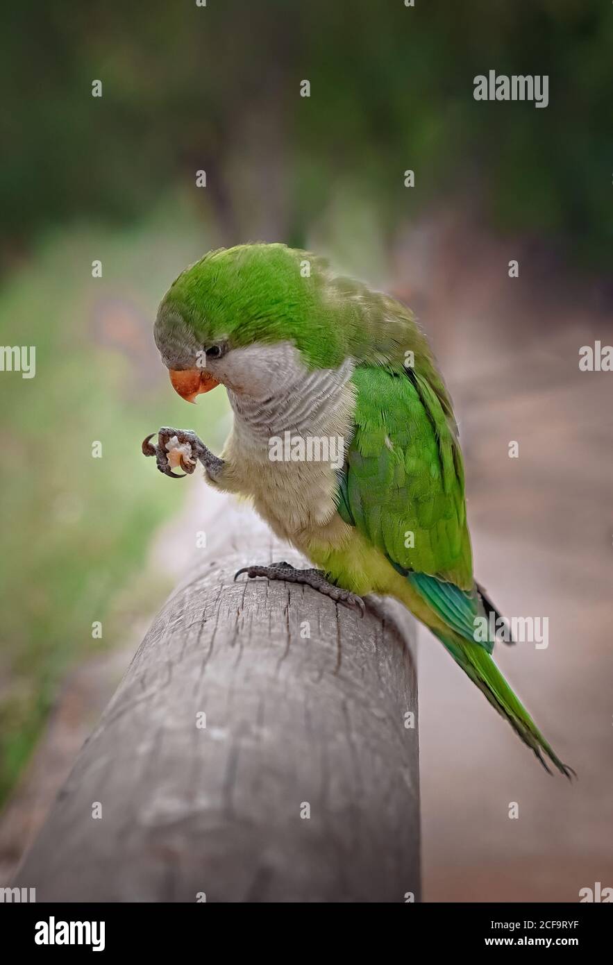 Green parrot hi-res stock photography and images - Alamy