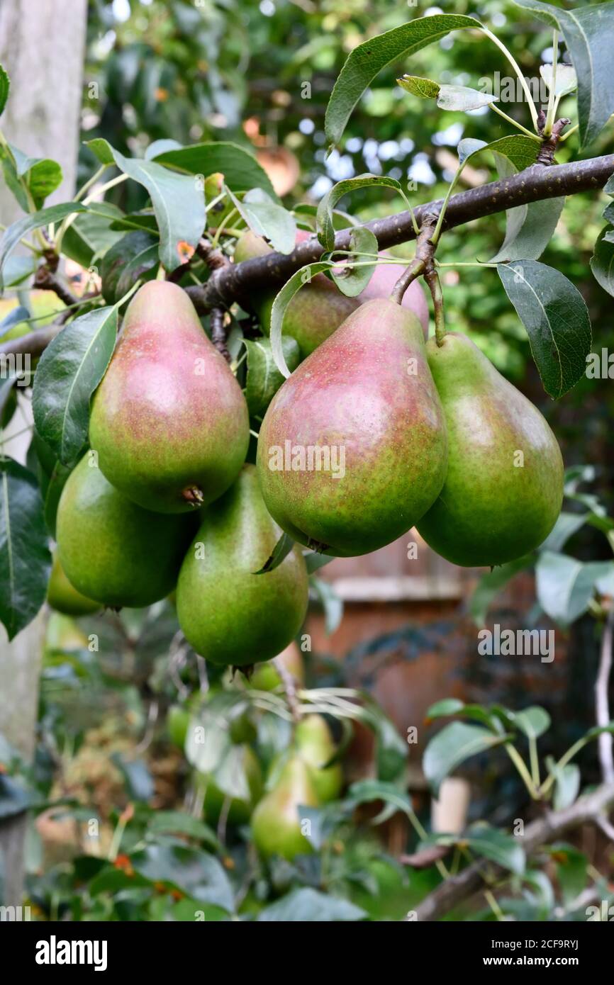 Pear Tree in Garden Stock Photo - Alamy