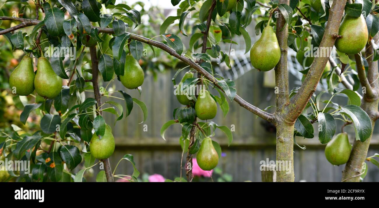Pears hi res hi-res stock photography and images - Alamy