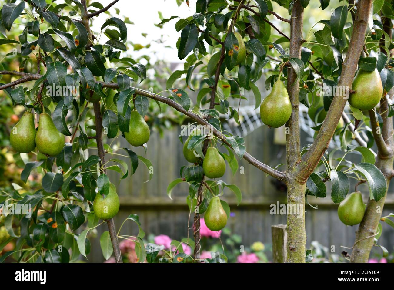Pear hi res hi-res stock photography and images - Alamy