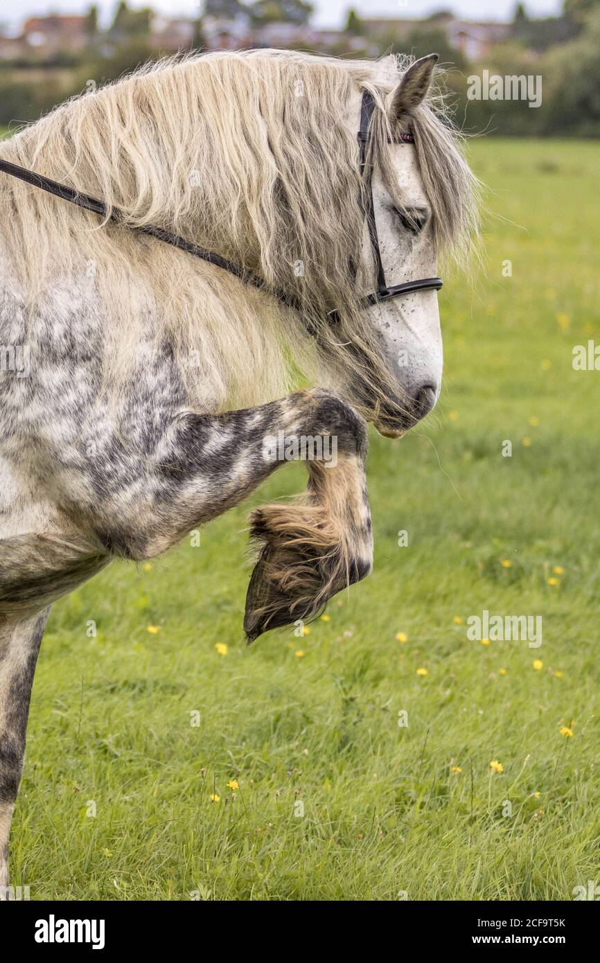Equine photographs hi-res stock photography and images - Alamy