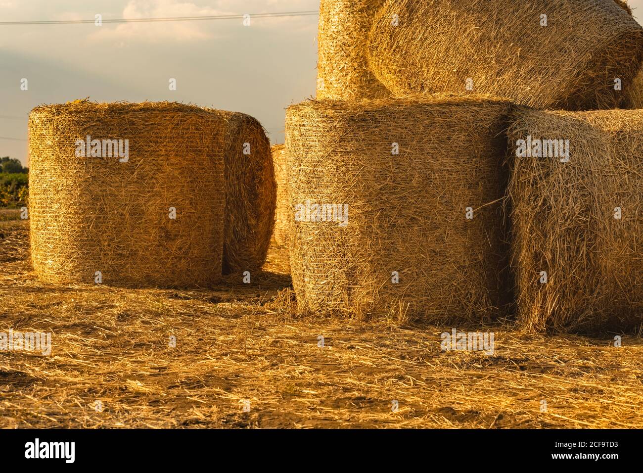 Round haystacks lie and stand on other bales in the field after the ...