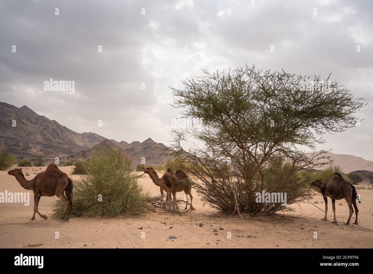 Group of camels grazing in desert terrain near mountains in Saudi ...