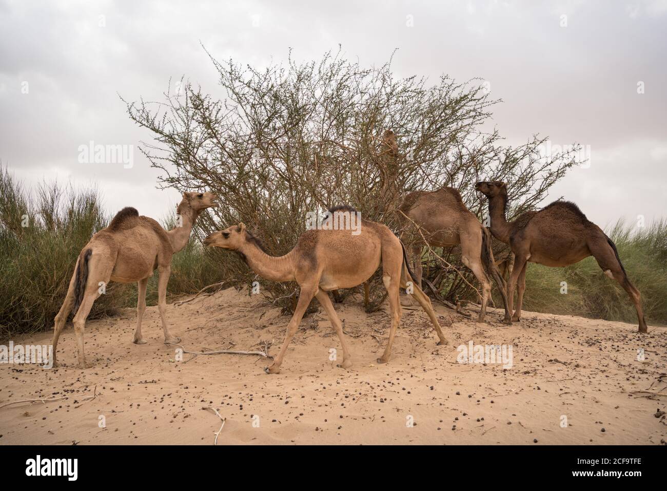 Group of camels grazing in desert terrain near mountains in Saudi ...