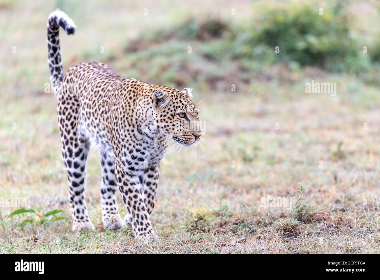 African leopard (Panthera pardus) in Kenya, Africa Stock Photo - Alamy