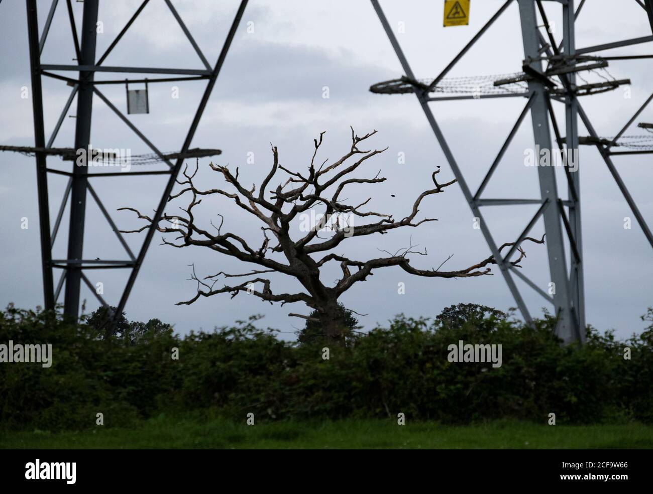 A dead tree dwarfed by giant electricity pylons in the Worcestershire ...