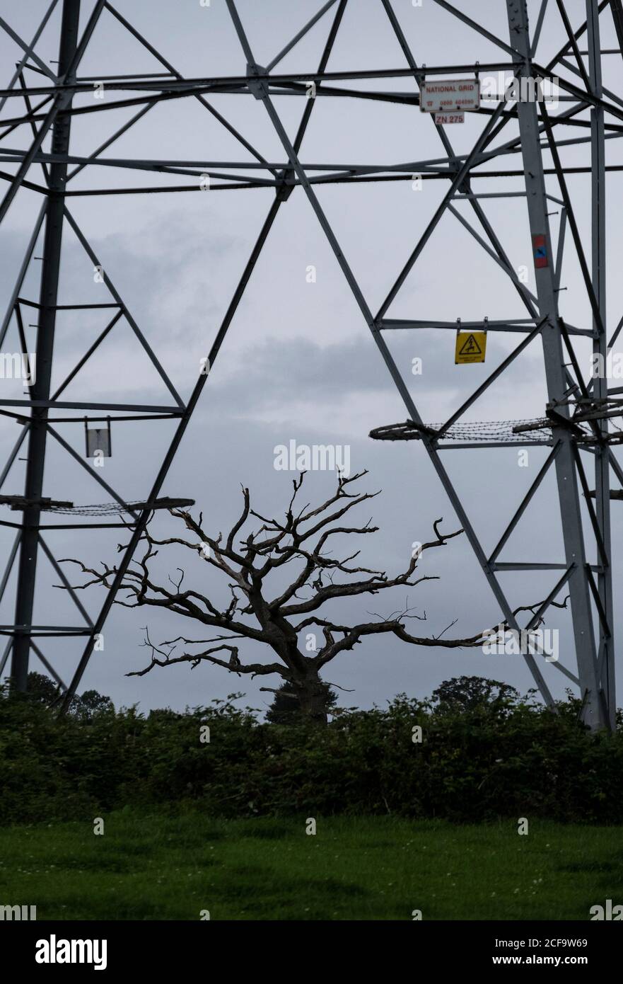 A dead tree dwarfed by giant electricity pylons in the Worcestershire ...