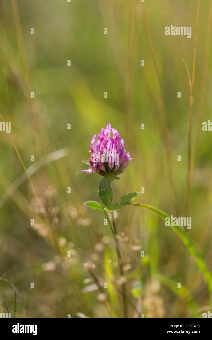 Red clover in wild flower meadow Stock Photo - Alamy