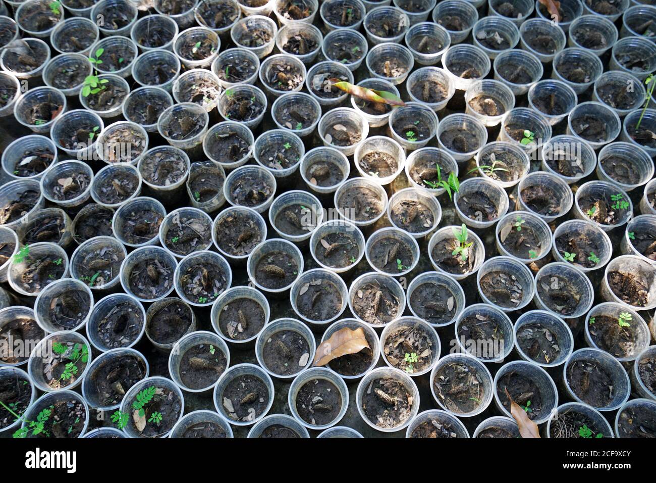 Close up row of black plastic container bag of planting trees Stock ...