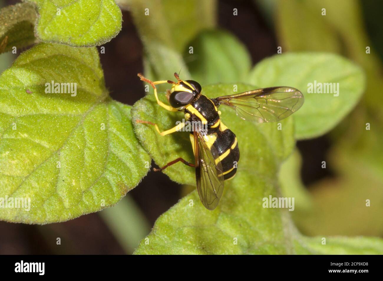 Xanthogramma pedissequum hi-res stock photography and images - Alamy