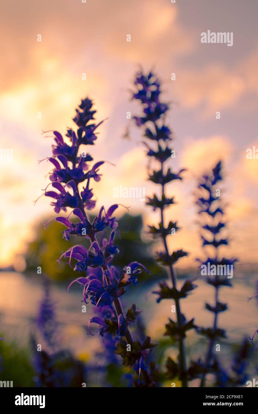 Purple Flowers in front of a golden sunset Stock Photo - Alamy