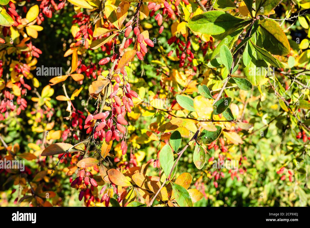 colorful autumn background - sunlit barberry tree with ripe red fruits ...