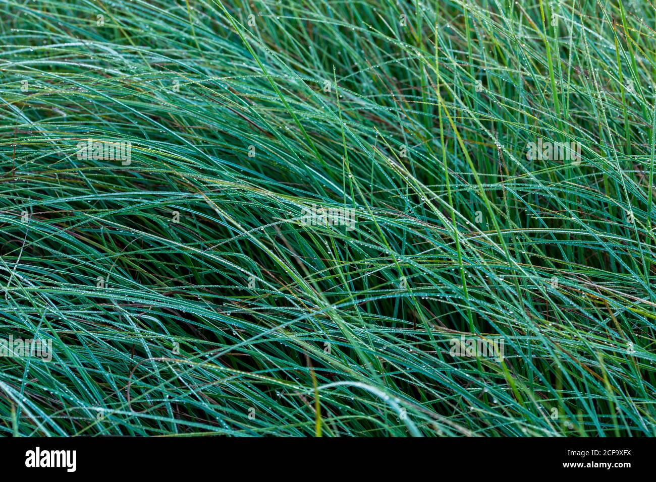 Long thin green swamp grass with morning dew. Close-up with selective ...