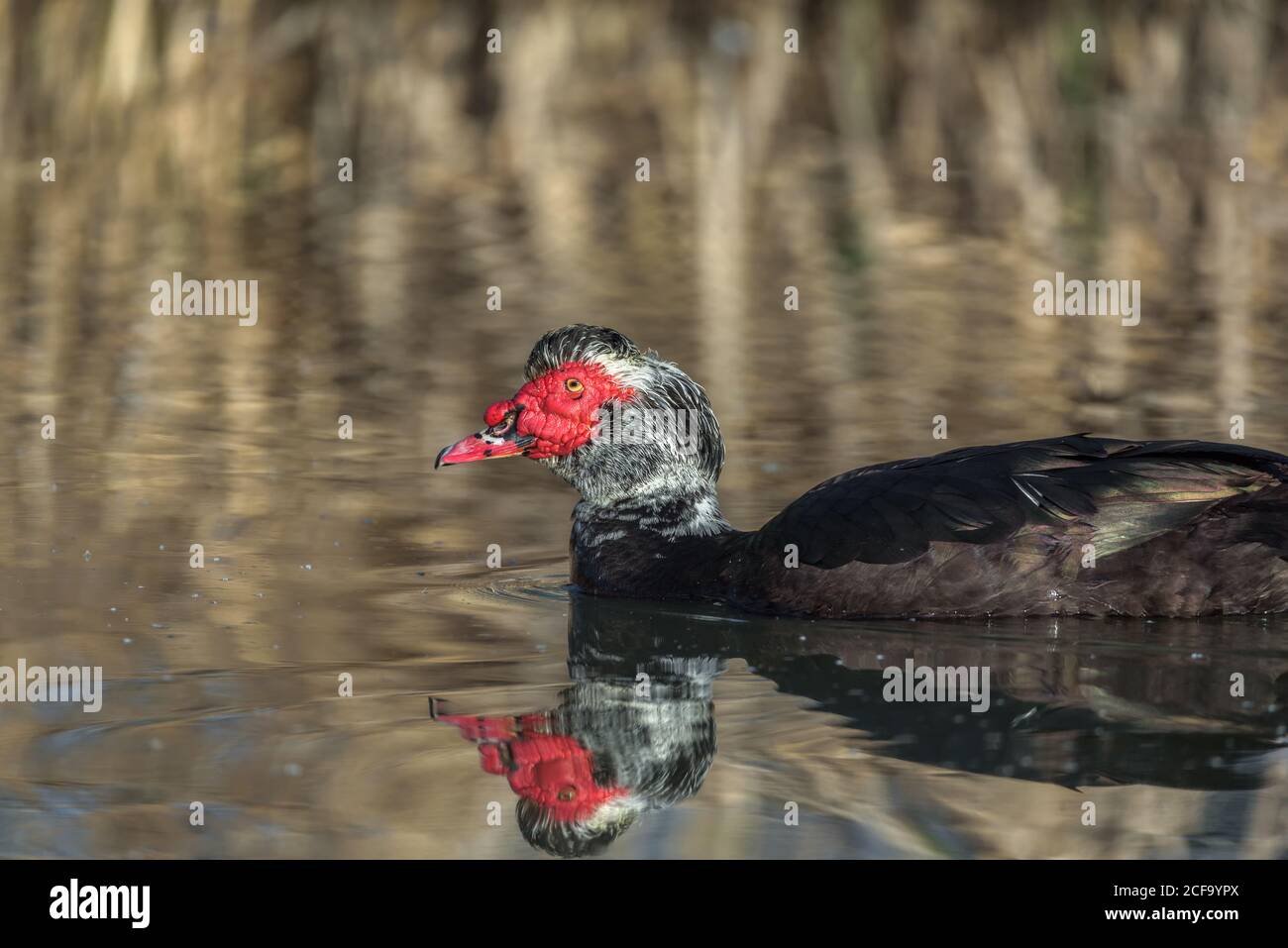 Side view of wonderful wild Muscovy duck with black plumage floating on ...