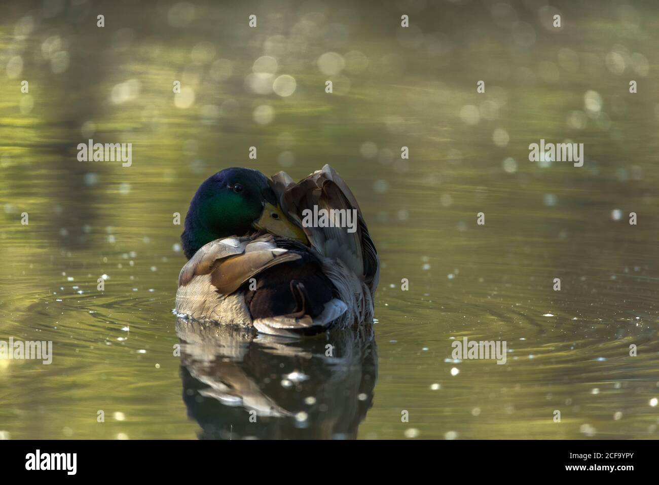 Amazing duck floating on lake in summer Stock Photo - Alamy