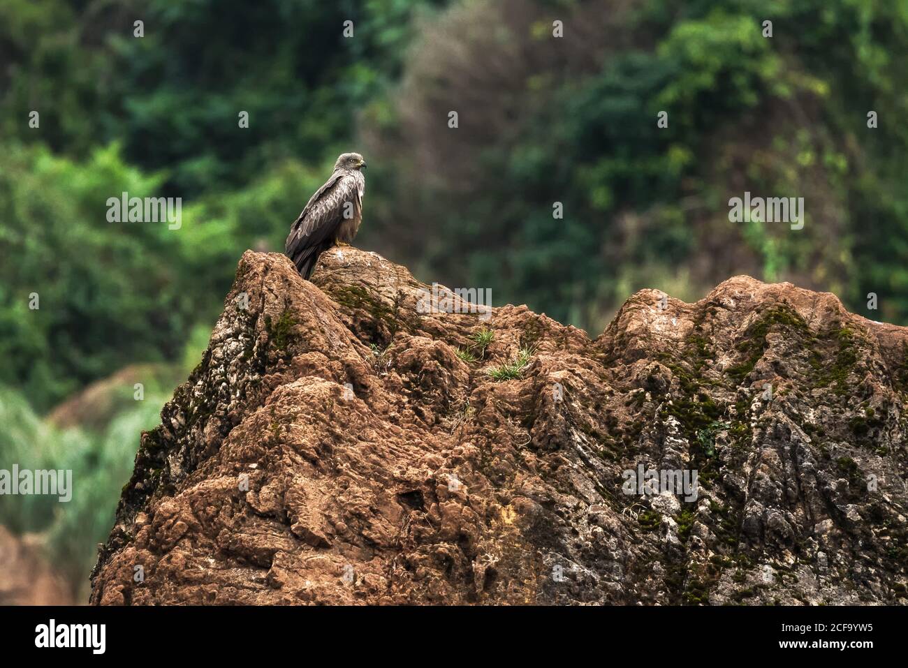 Strong wild eagle resting in summer day Stock Photo - Alamy