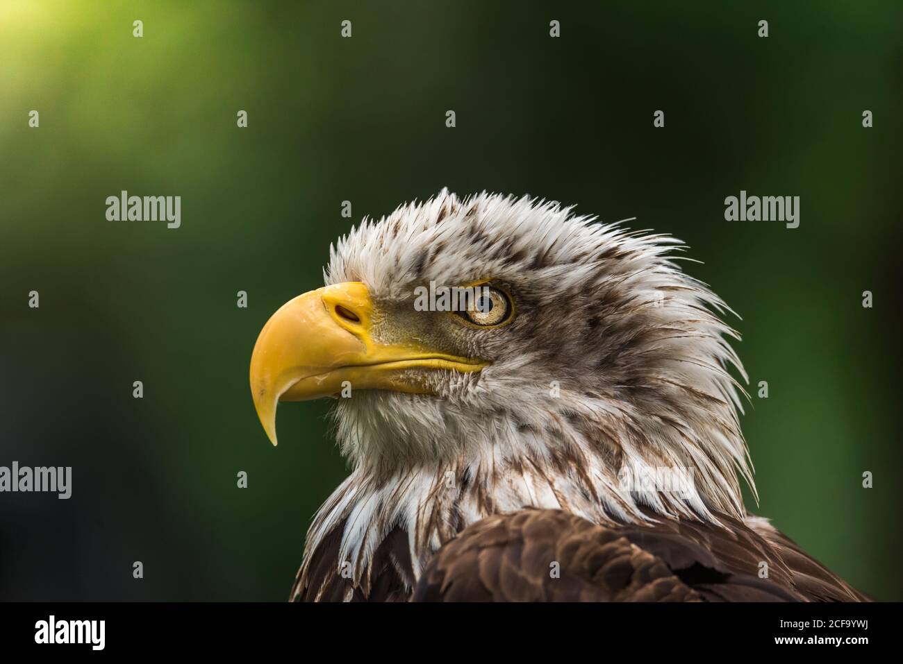 Side view of magnificent eagle observing environment in forest summer ...