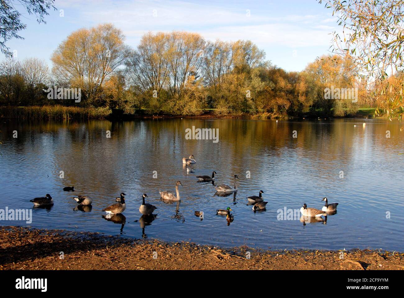 Ducks and geese on the lake, Nene Park, Orton Mere, Cambridgeshire ...