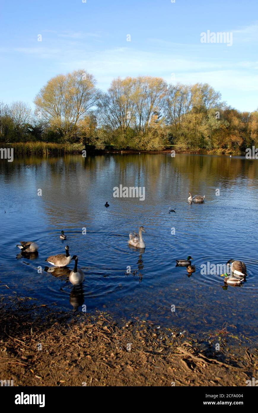 Ducks and geese on the lake, Nene Park, Orton Mere, Cambridgeshire ...