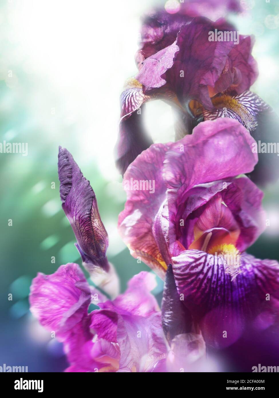 Purple flowers of garden iris. Bokeh effect, blurred background Stock ...