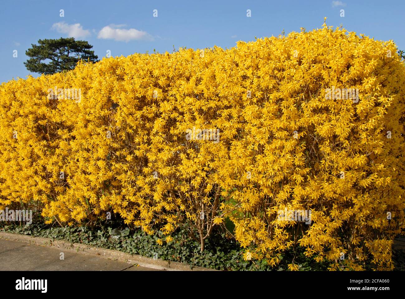 Forsythia hedge hi-res stock photography and images - Alamy