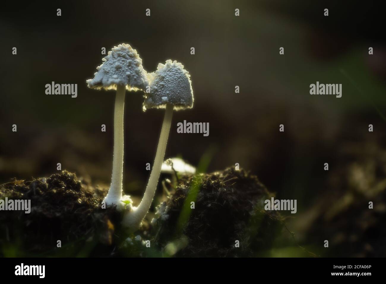 Ground fungi habitat hi-res stock photography and images - Alamy