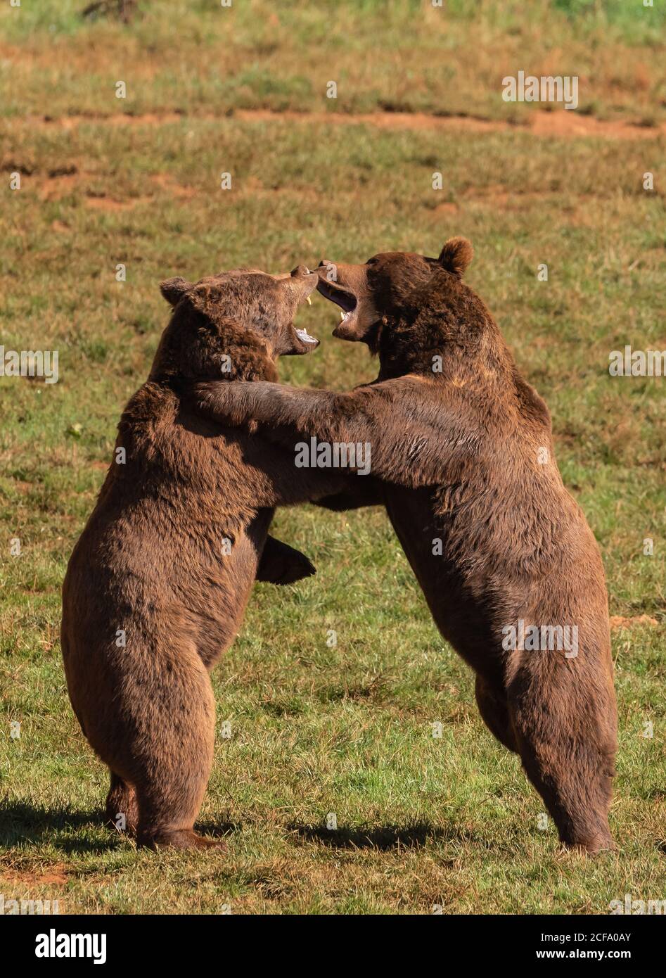 Dangerous Bears dangerous-bears