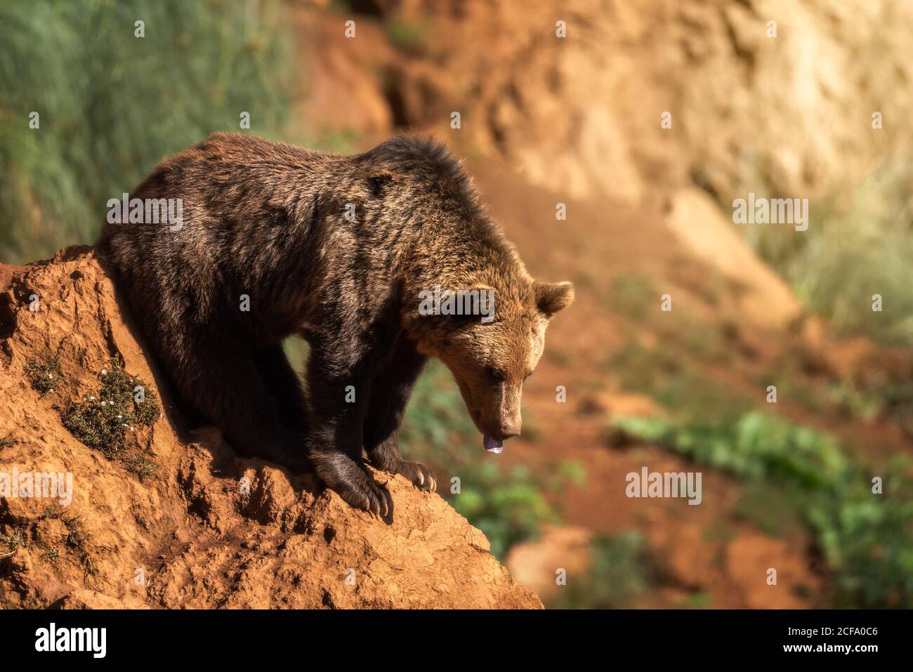 Side view of wild brown bear standing on sandy slope on sunny day in ...