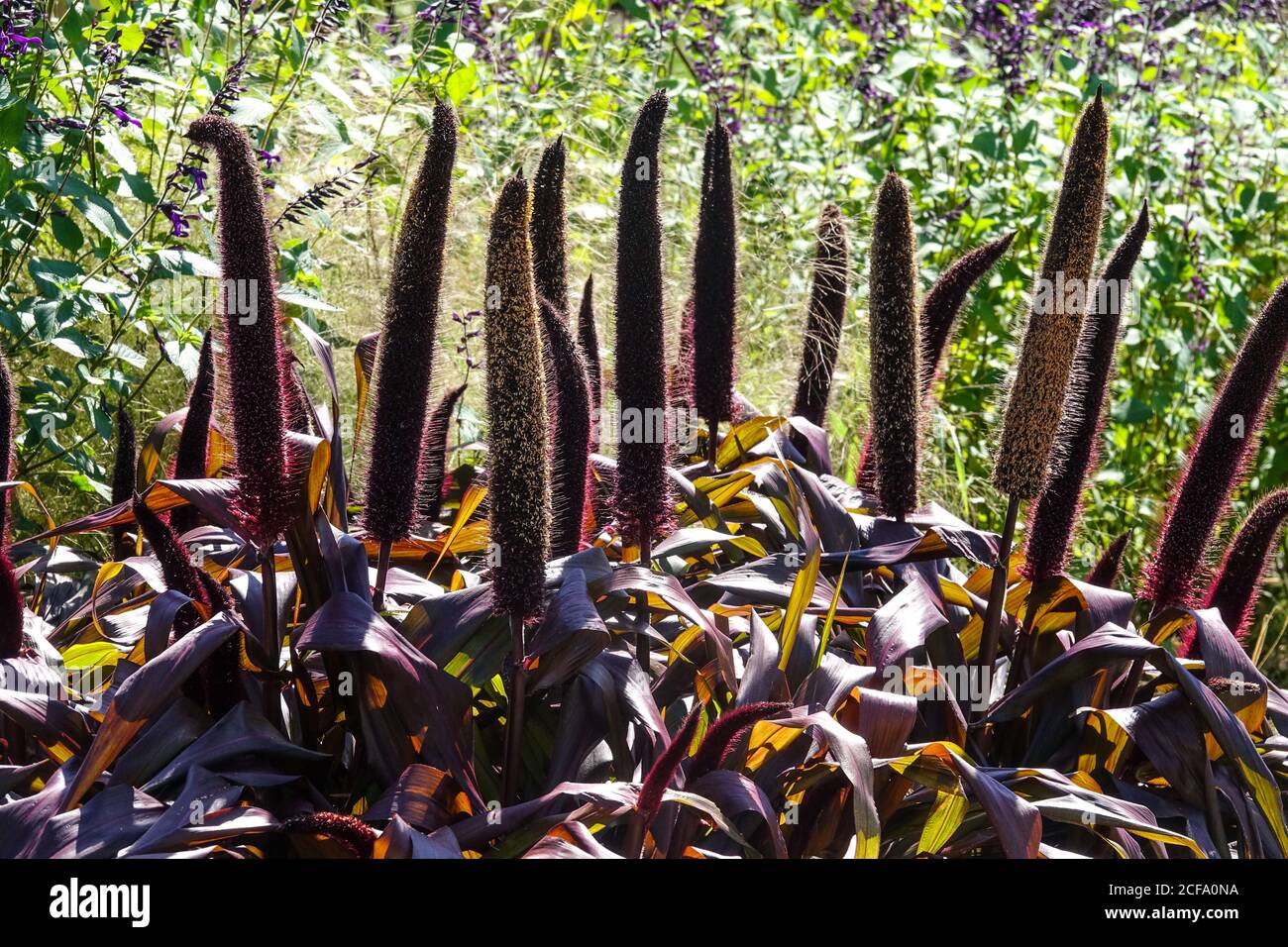 Pennisetum glaucum Copper Prince, Ornamental Millet garden border bed ...