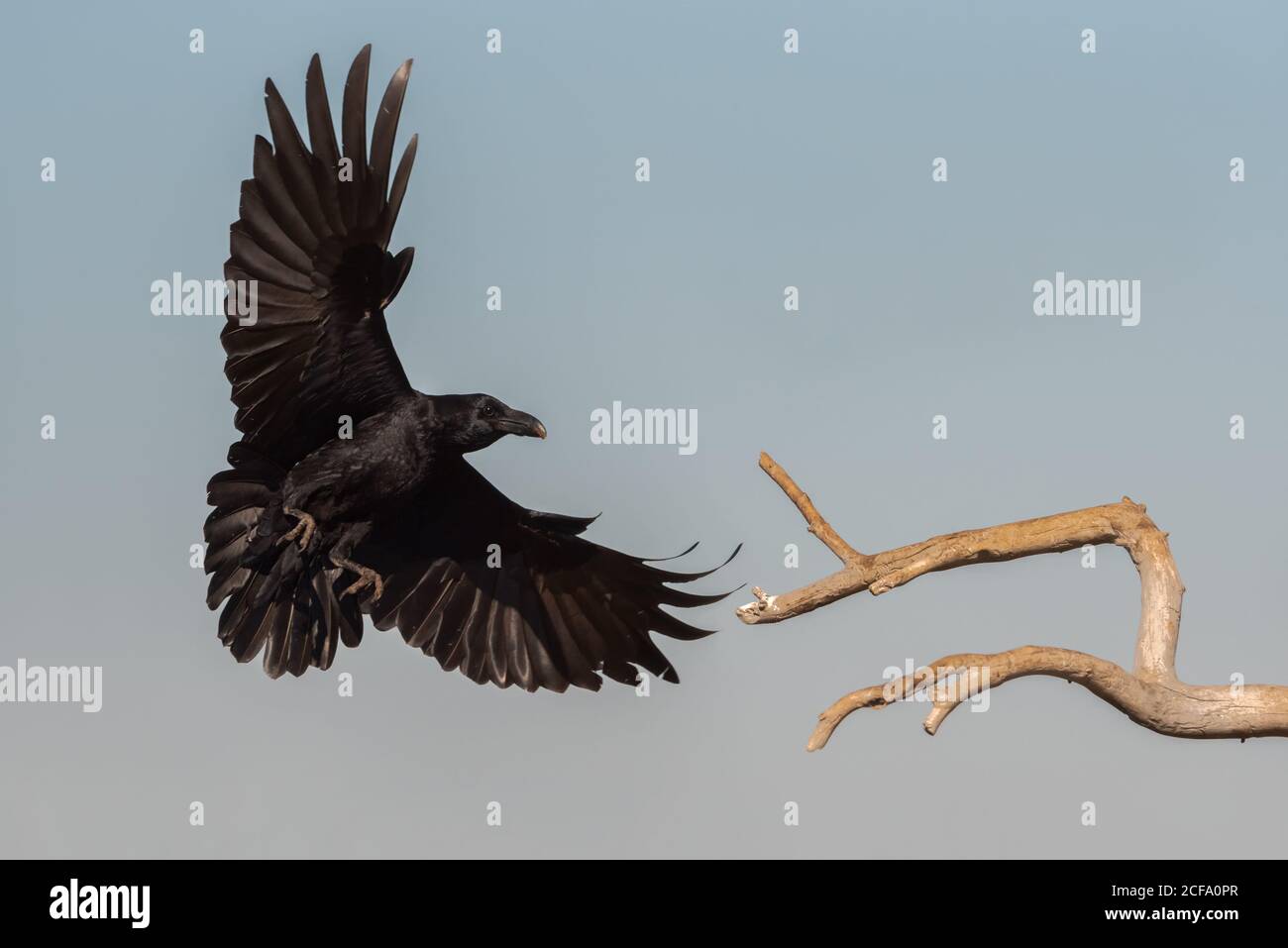 Raven flying hi-res stock photography and images - Alamy