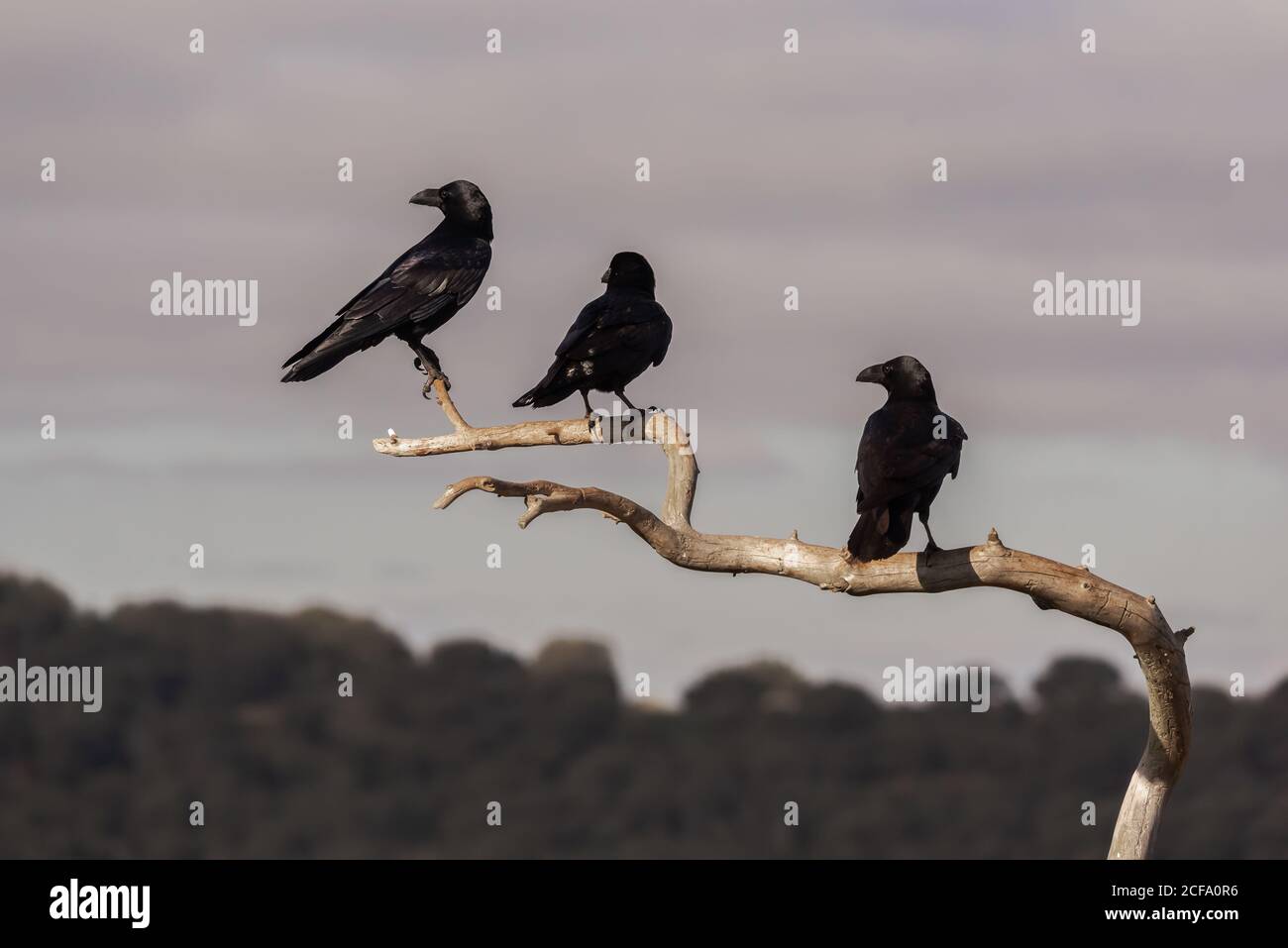 Low angle of flock of black crow birds sitting on dry leafless branch ...