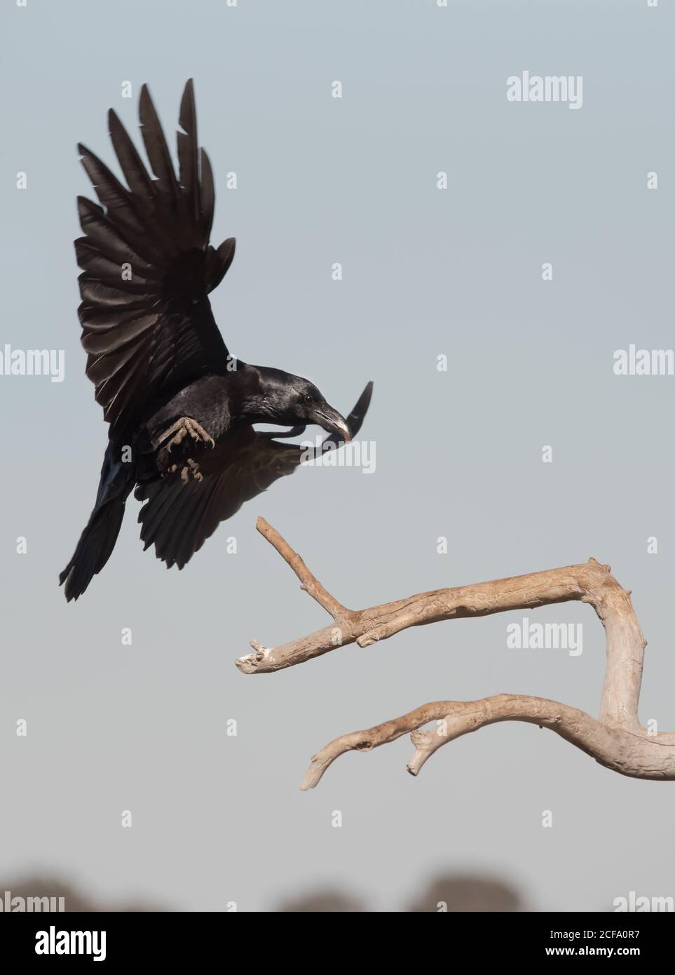 Raven flying hi-res stock photography and images - Alamy