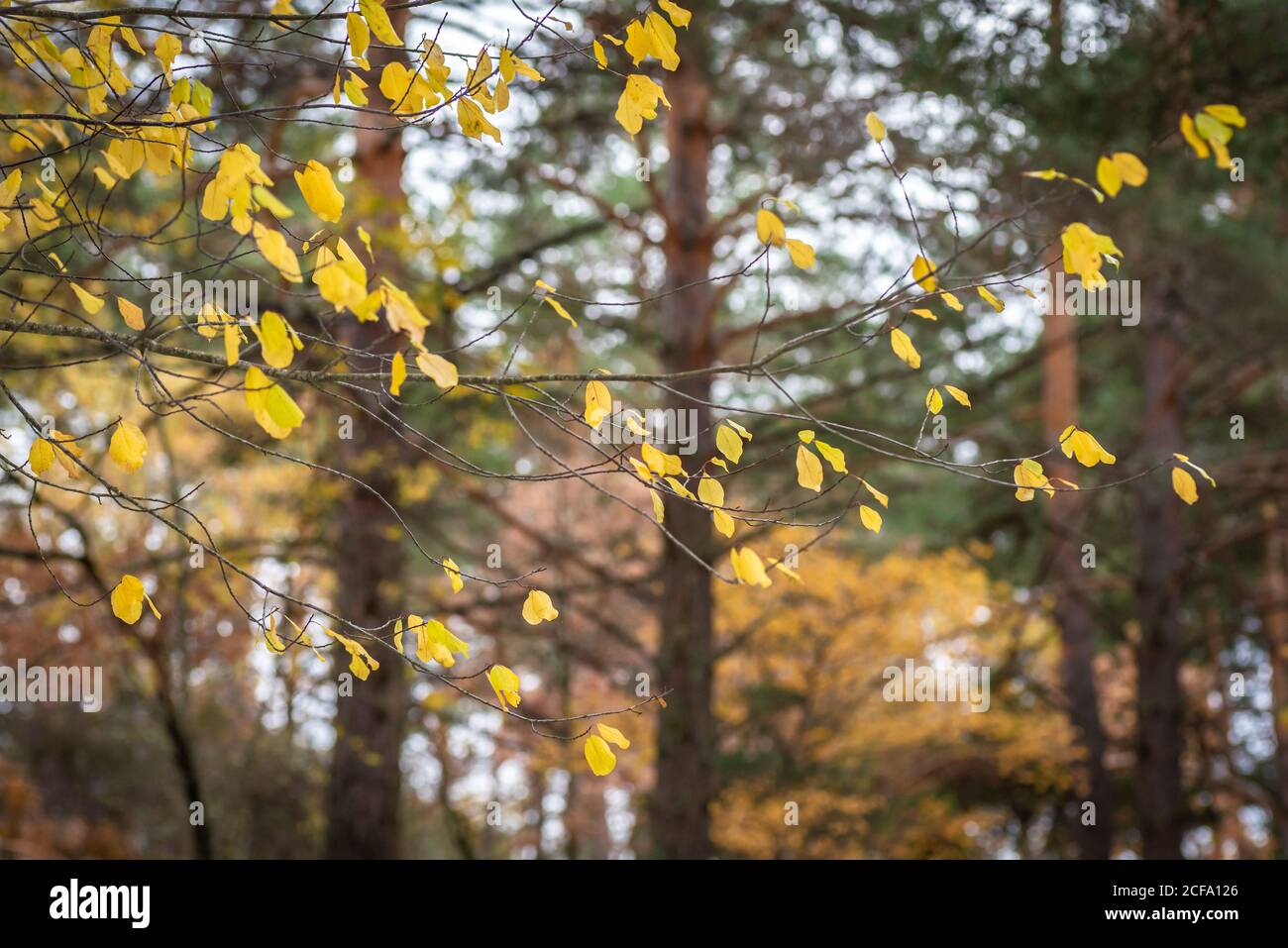 Thin tree hi-res stock photography and images - Alamy