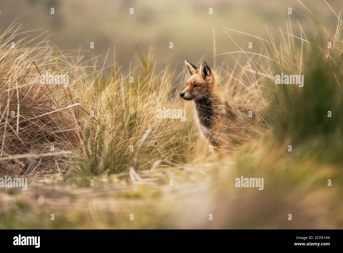 Lovely fox in the field Stock Photo - Alamy