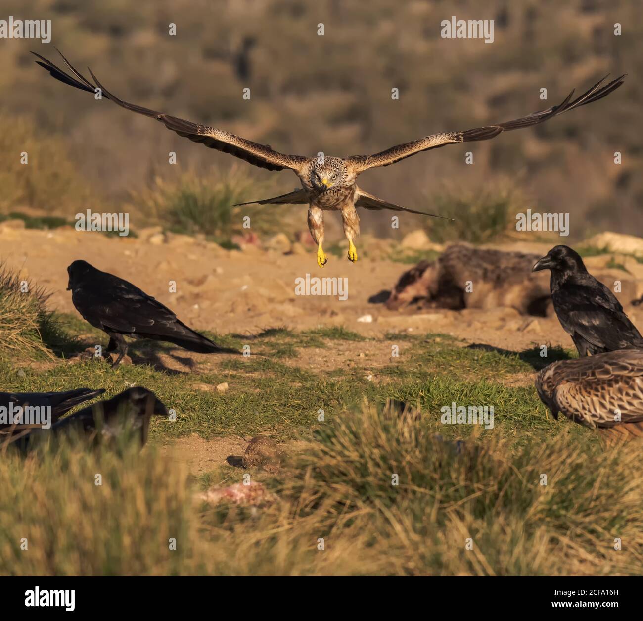 Crow landing on field hi-res stock photography and images - Alamy