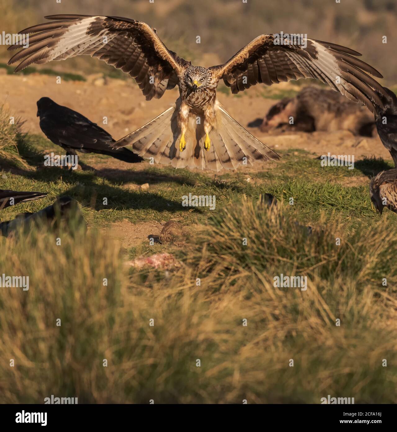 Crow landing on field hi-res stock photography and images - Alamy