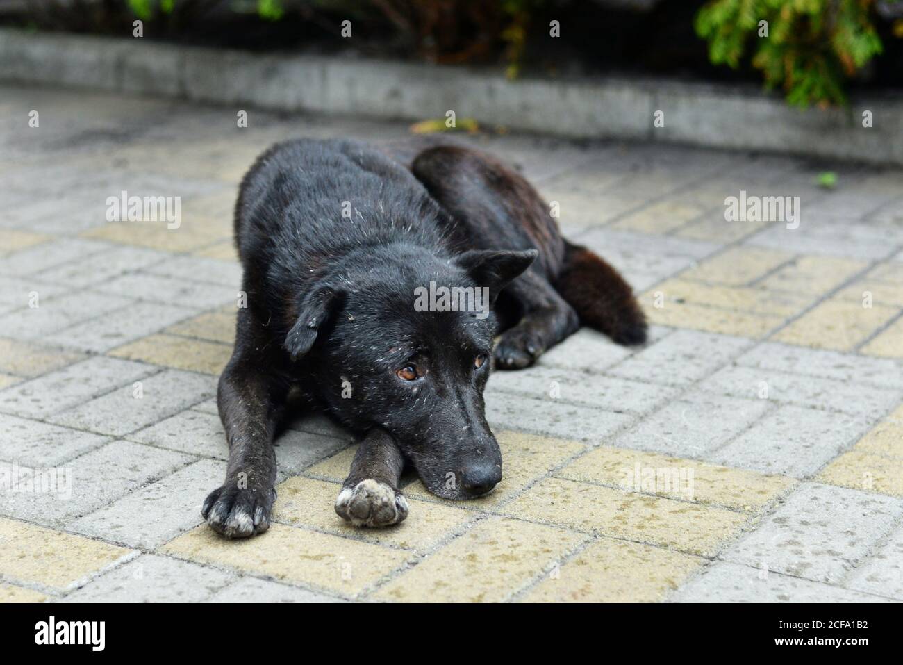 Unhappy cute stray dog with sad eyes on a city street Stock Photo - Alamy