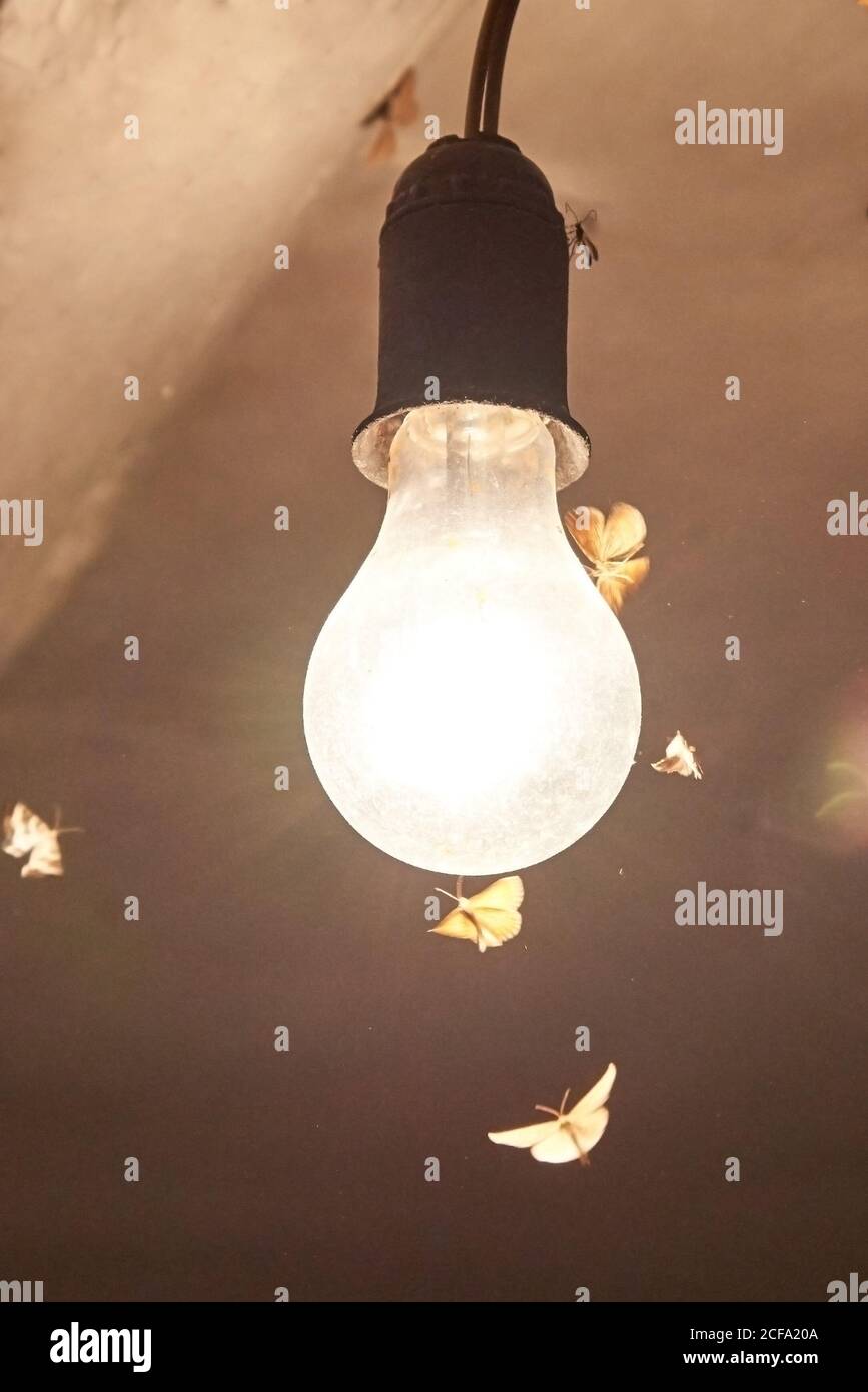 Moth light bulb hi-res stock photography and images - Alamy