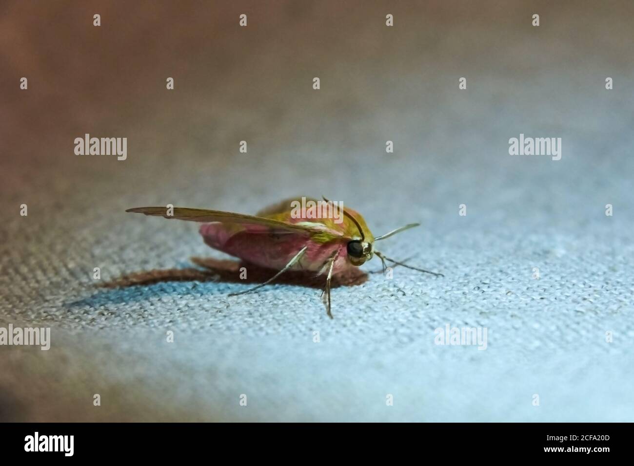 Large fluffy colored night moth sitting on linen fabric, close-up Stock ...